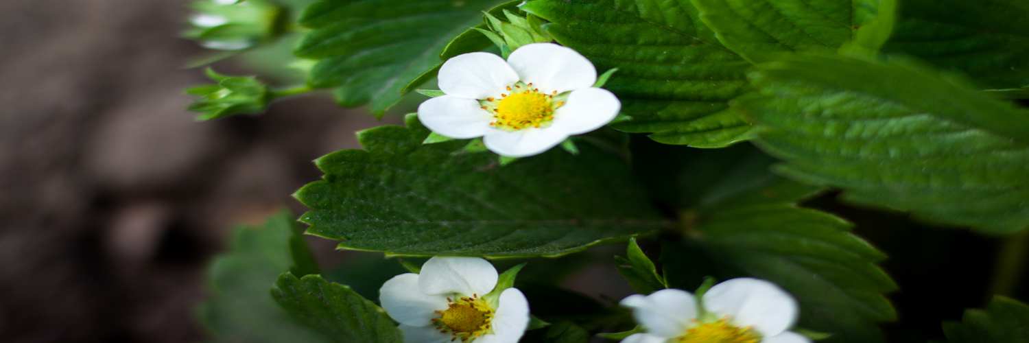 ob-flowers-slider-format-15psd - The ObG Project