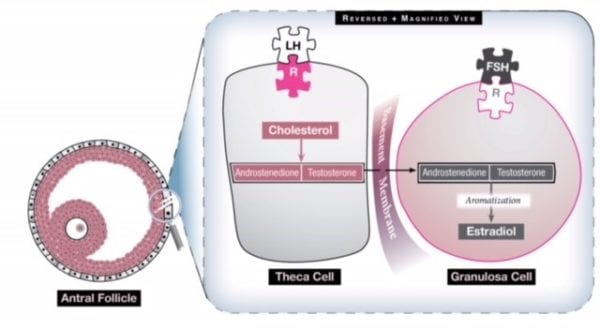 PCOS Part 1: Pathophysiology of PCOS - The ObG Project