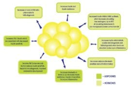 PCOS Part 1: Pathophysiology of PCOS - The ObG Project
