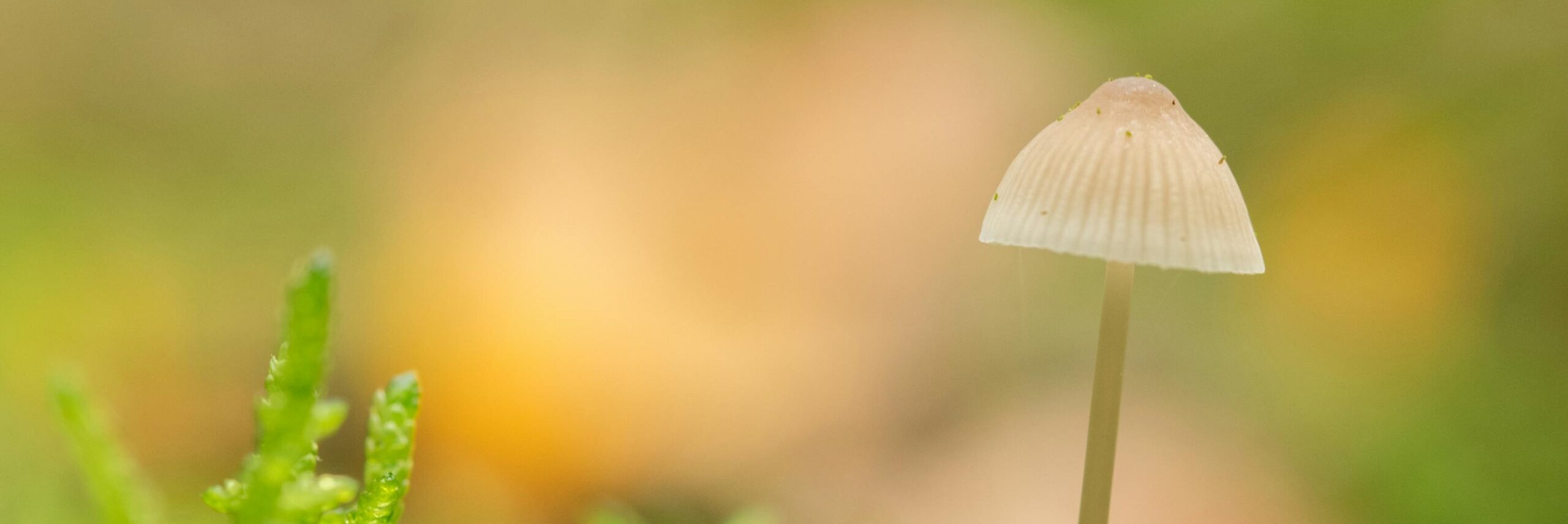 Home - The ObG Project