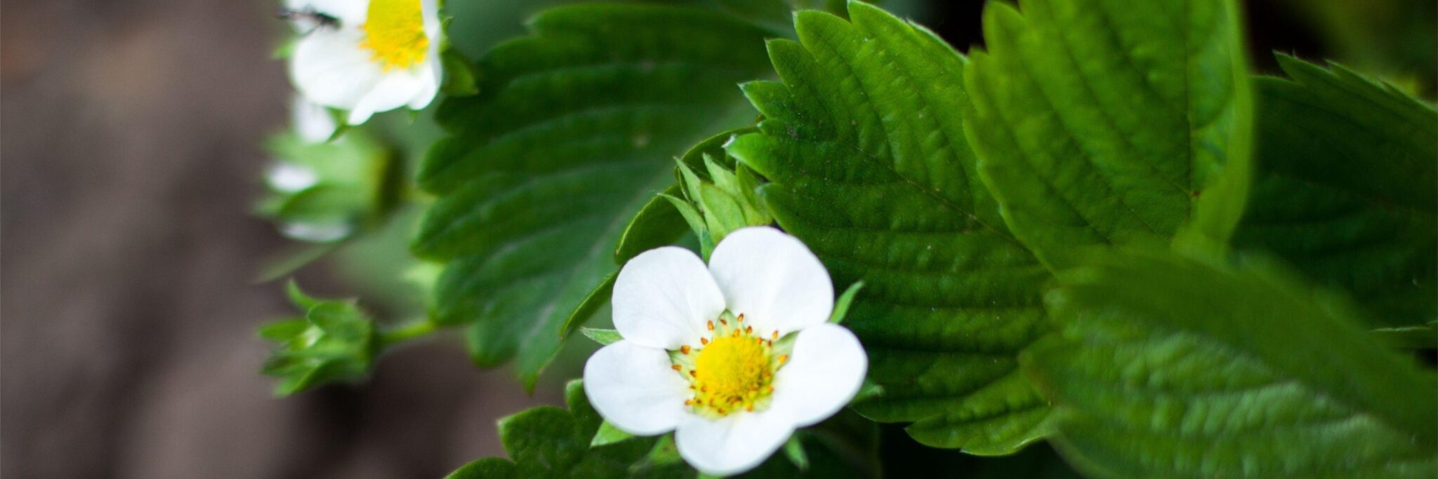 wp4510478-strawberry-flower-wallpapers - The ObG Project
